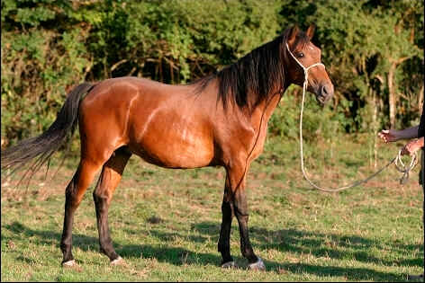 Focus razze equine: il Cavallo Pentro. - Il Portale del Cavallo